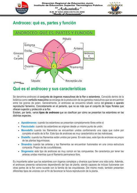 Partes De Una Flor