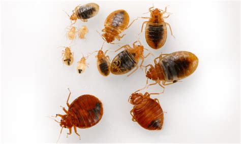 247 Pest Control Nyc 1 Nyc Exterminators Best Nyc 247 Pest Control