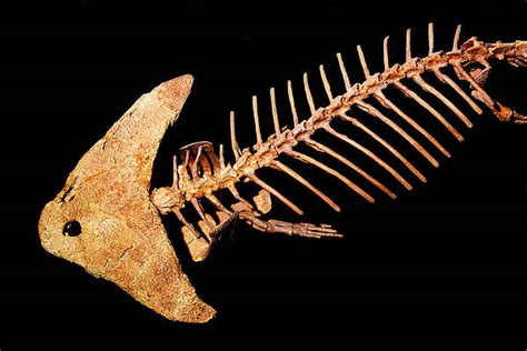 Diplocaulus Art For Sale Fine Art America