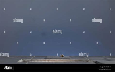 Thermal Decomposition Chemical Experience Of Mercury Thiocyanate Chemical Process Chemical