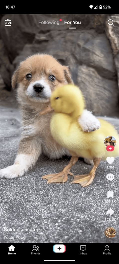 How To Disable Tiktok Notifications