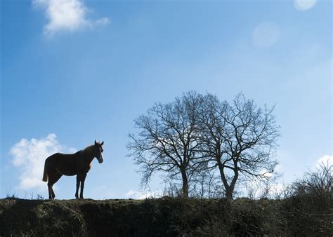 Classic Equine Equipment 15