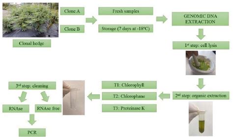 Figure 1 From Optimization Of Genomic Dna Extraction Protocol For Black Wattle Semantic Scholar