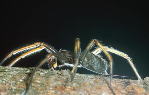Huge Sex Crazed Spiders Are Invading British Homes And Setting Off Burglar Alarms