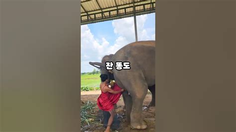 매일 똥을 받는 여자 Youtube