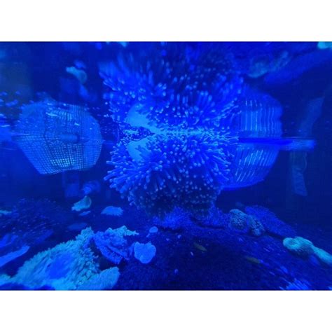 Jual Anemon Clown Rumah Nemo Shopee Indonesia