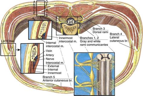 Intercostal Nerve Block Anesthesia Key