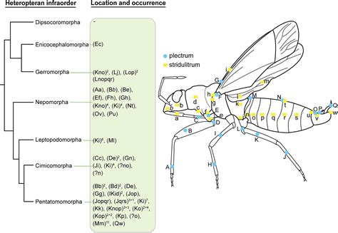 Sexual Selection And Predation Drive The Repeated Evolution Of
