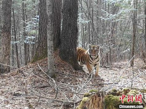 吉林天桥岭林区东北虎“带娃”巡山