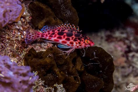 Spotted Hawkfish Facts Photographs Seaunseen