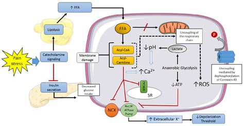 Energetic Metabolism In Cardiomyocytes Molecular Basis Of Heart