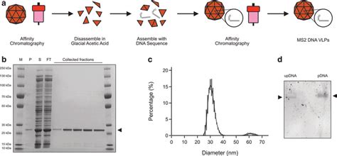Preparation And Biochemical Characterisation Of Dna Ms2 Vlps