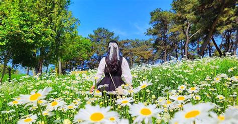 보면 볼수록 빠져든다 사랑스럽게 만개한 샤스타데이지 명소 여행을말하다