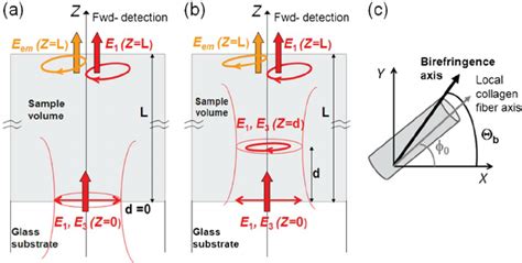 Color Online Fwm Detection Scheme The Incident Beams Are Linearly