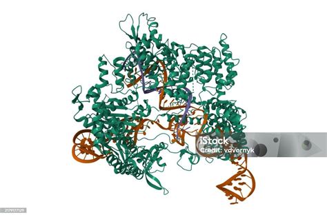 Crystal Structure Of Streptococcus Pyogenes Cas9 In Complex With Guide