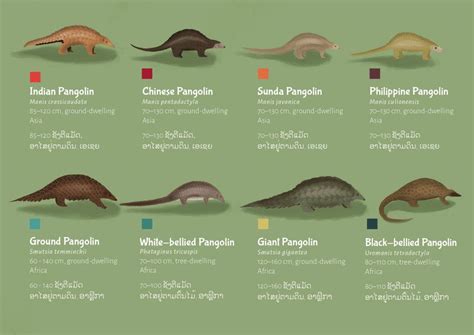 Pangolin Life Of A Scaly Anteater Book Launch To Celebrate A Little Known And Threatened