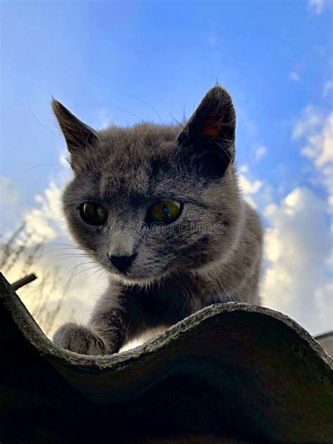 Beautiful Kitty Stock Image Image Of Kitten Mammal 251700477