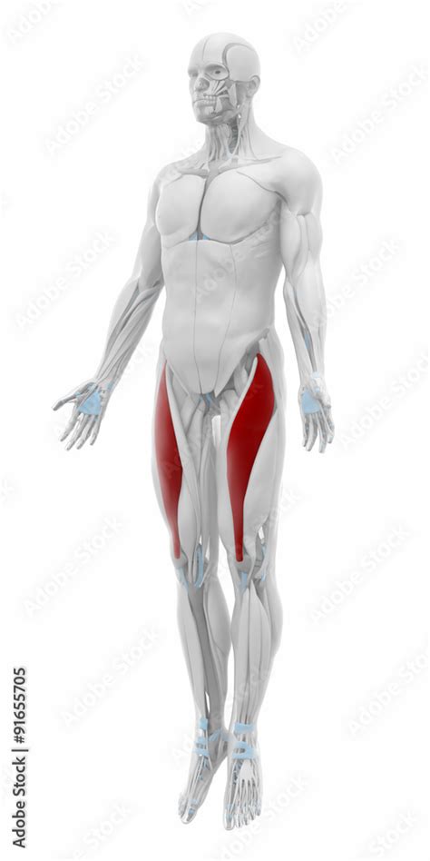 Rectus Femoris Muscles Anatomy Map Stock Illustration Adobe Stock