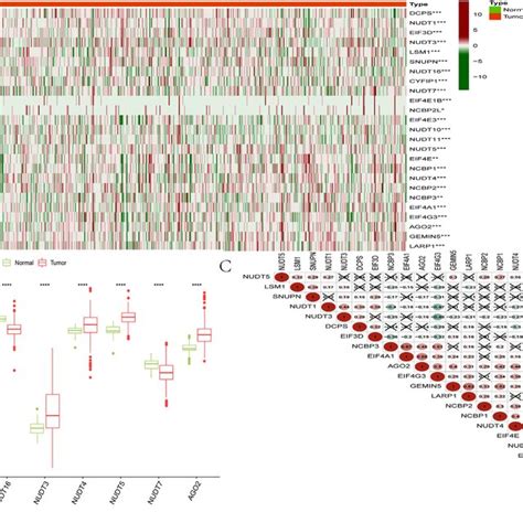 Expression Of M7g Modification Regulators Of Coad A Every Sample Is Download Scientific