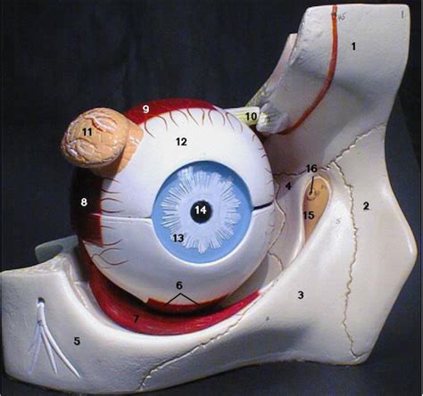 Lab Part Diagram Quizlet