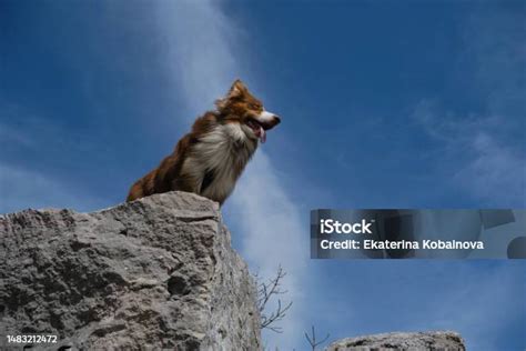 오스트레일리안 셰퍼드는 따뜻한 봄날 푸른 하늘을 배경으로 절벽 꼭대기에 있는 큰 바위 위에 서 있다 아래에서 전체 길이 세로 광각 보기 여행 개념과 개와 함께 산에서 하이킹