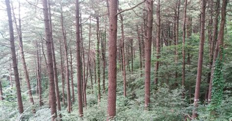 1㏊당 400∼800그루 나무 있는 숲 산림치유 효과 커