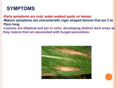 Turcicum Leaf Blight Of Maize Pptx