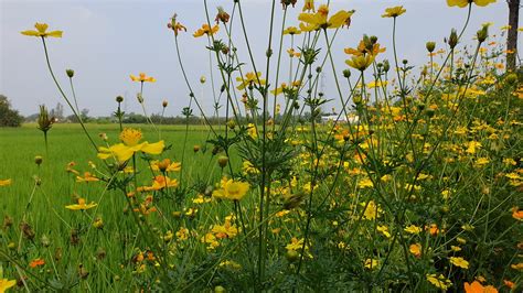 Hoa Cỏ Đồng Quê Videos Download 94 Free 4k And Hd Stock Footage Clips Pixabay