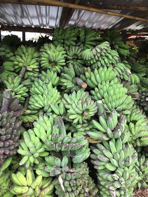 Kelapa Tua And Pisang Abu Nipah