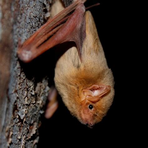 Bats Bat Eradication Pestnation Pestnation