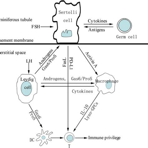 A Schematic Drawing Illustrating Intercellular Communication Via Download Scientific Diagram