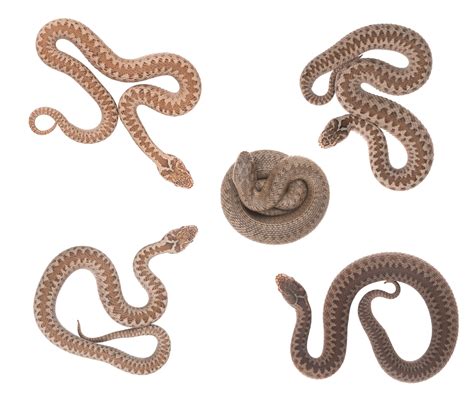 Adder Variation In Color And Pattern Wonders Of Cold Blood