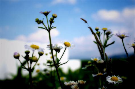 空と花 GANREF