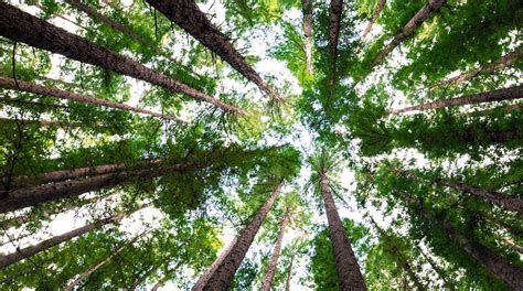 【第1035期】如何在 Webpack 2 中使用 Tree Shaking