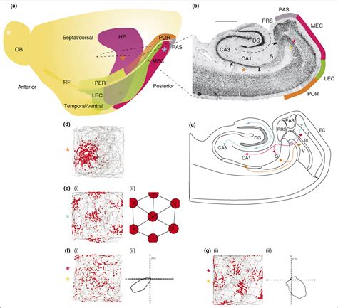 Figure 1 From Spatial Representation And The Architecture Of The Entorhinal Cortex Semantic