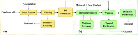 Biodiesel Production Pathway Using Two Step Transesterification Method