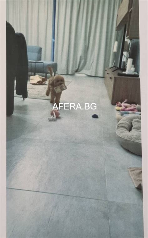 EКСКЛУЗИВНИ СНИМКИ НА ПАЧКИТЕ С ПАРИ „КУЧЕ КАСИЧКА“ БОЙКО РАШКОВ ЖИВКО КОЦЕВ С