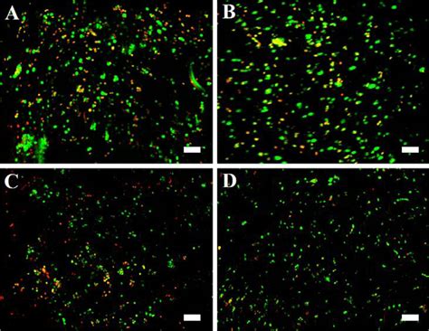 Viability Of Hmscs In The Hpmc Si 2 Hydrogel 13 5 Wt Hmscs Were