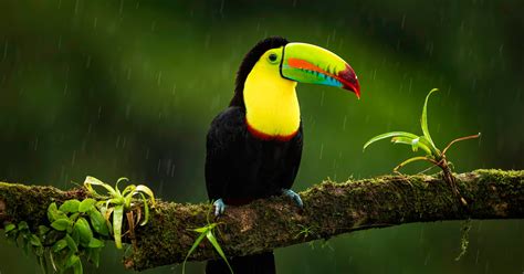 Costa Rica Wildlife Viewing Top 10 Locations Wayfairer Travel