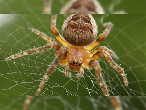 Vastu Tips Spider Web At Home Good Or Bad Vastu Shastra Astrology Vastu Tips घर में हैं मकड़ी