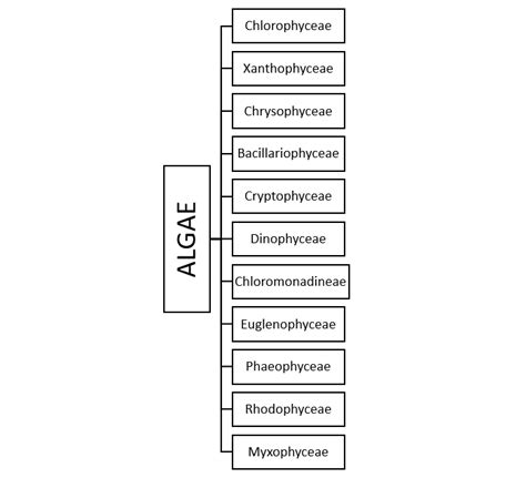 Classification Of Algae Bioquestonline