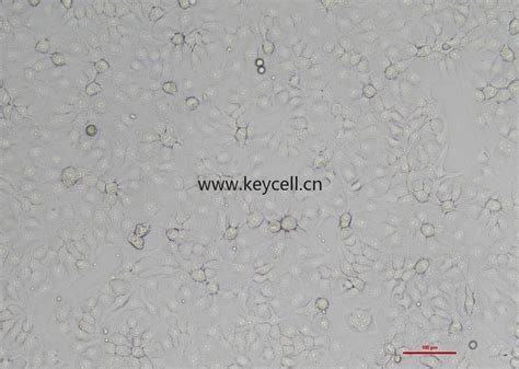 人子宫颈上皮细胞永生化hcerepic（免疫荧光鉴定）细胞系细胞库旗赛生物科技（武汉）有限公司