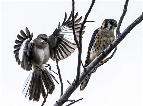 A Feisty Northern Mockingbird Harassing An American Kestral Smithsonian Photo Contest