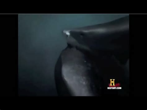 Titanoboa Vs Megalodon Eporner