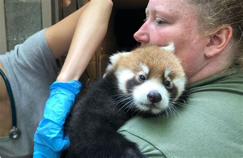 106 Best Red Panda Cub Images On Pholder Aww Redpandas And Panda
