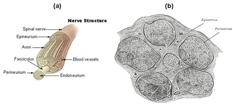 A Structure Of A Nerve Medicine LibreTexts