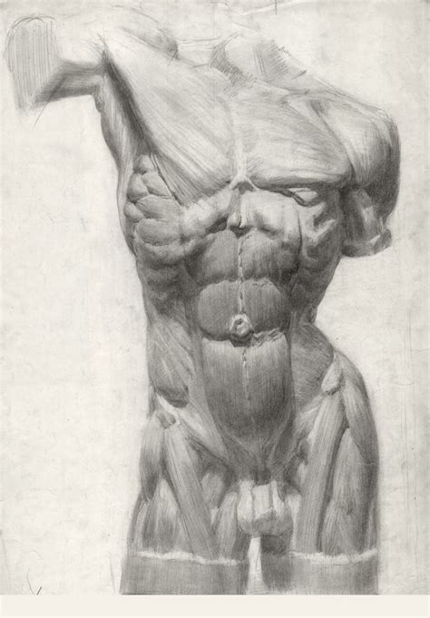 Как рисовать торс Экорше Гудона Методическая последовательность ведения работы — Ghenadie