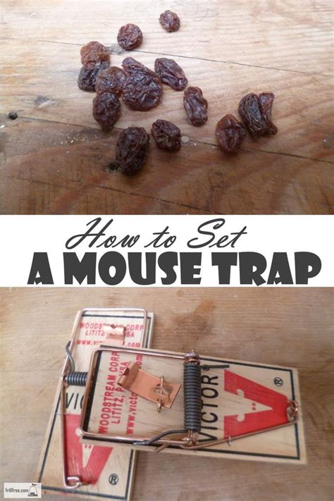 How To Set A Mouse Trap Vermin Control Tips
