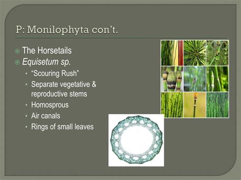 Ppt Kingdom Plantae Chapter 29 Plant Diversity 1 How Plants