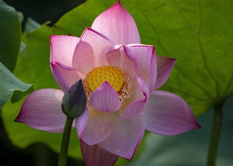 로터스 꽃 연꽃 핑크 Pixabay의 무료 사진 Pixabay